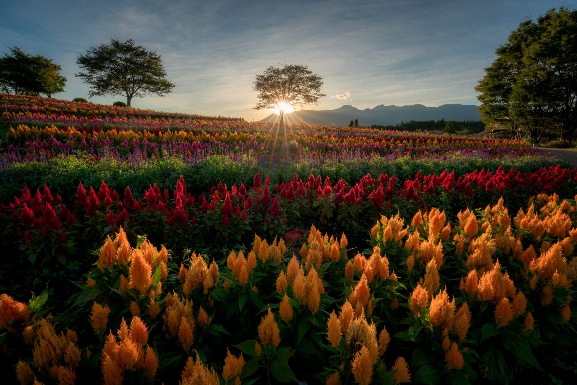 Nasu Flower World | Visit Tochigi