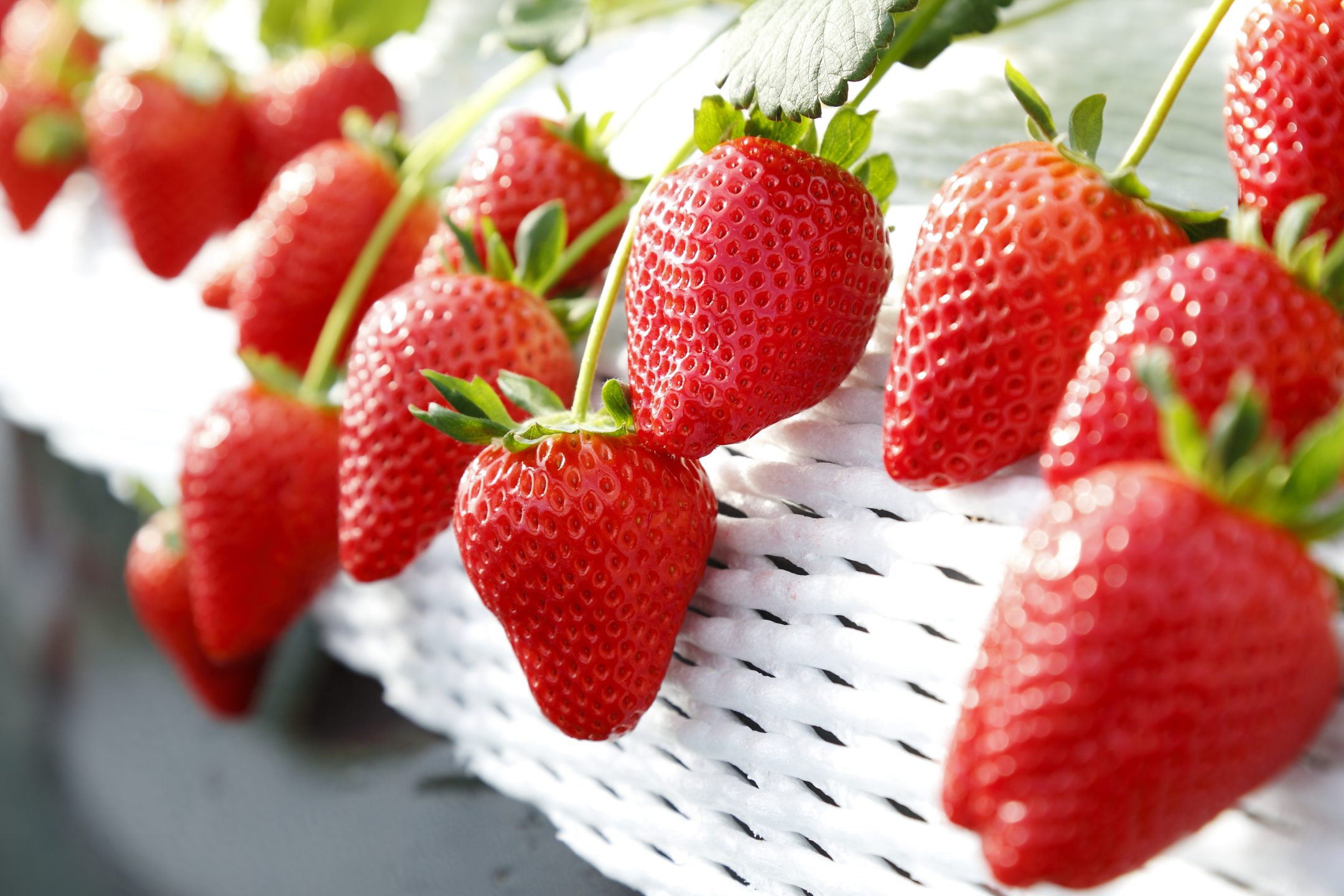Nasu Kogen Ichigo no Mori Strawberry Picking Farm | Visit Tochigi