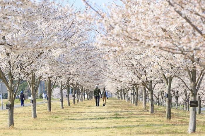Three-day of “Hanami” – Experience the beauty of Japan at famous cherry ...