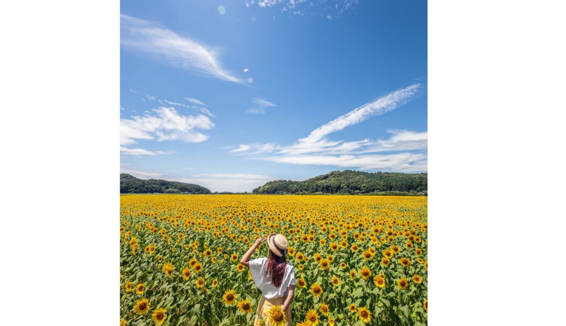 Mashiko Sunflower Festival | Visit Tochigi