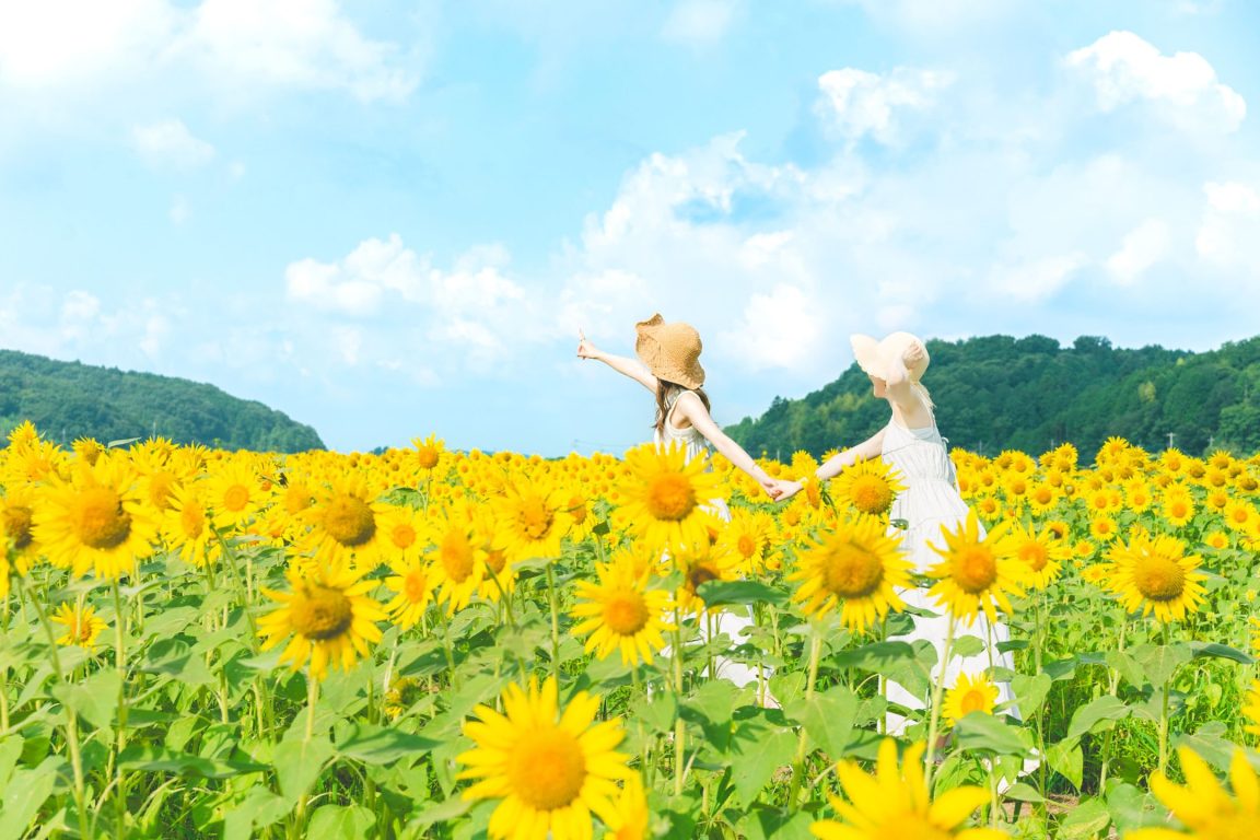 Mashiko Sunflower Festival | Visit Tochigi