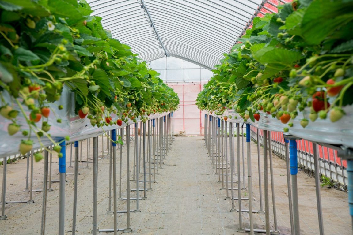 Mt. Berry Oku-Nikko | Visit Tochigi